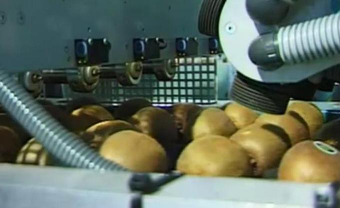 Automatic High Speed Fruit Labeling Machine