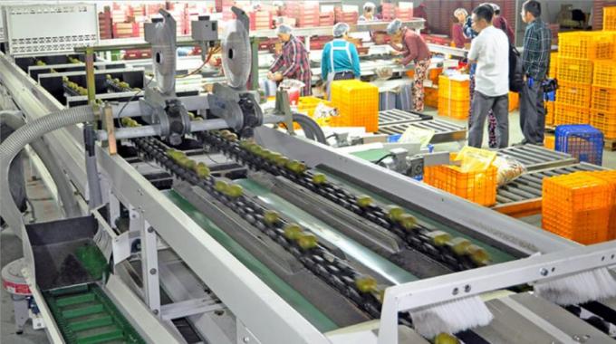 Automatic High Speed Fruit Labeling Machine